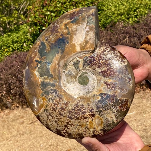 Natural Ammonite Fossil Conch Crystal Specimen - 7.3LB | eBay