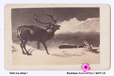 CERF, BRAME DU CERF, ANIMAL, BELLING STAG, CDV ALBUMINÉE -F10 | eBay