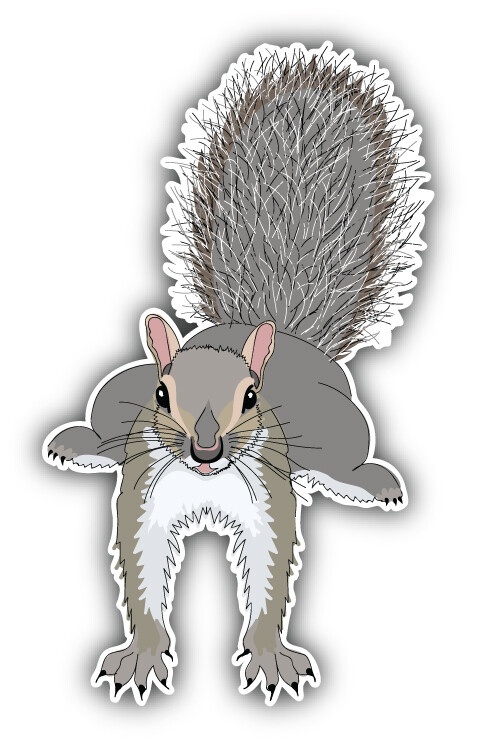 Squirrel Animal Car Bumper Sticker Decal | eBay