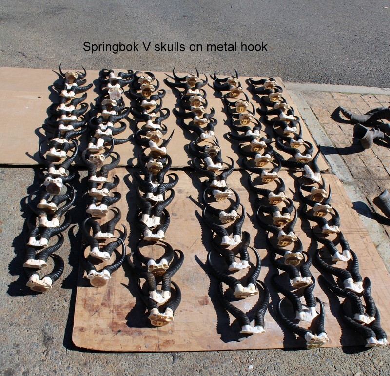 Springbok Skull, Springbok Antelope Skull with metal bracket Real Deer ...