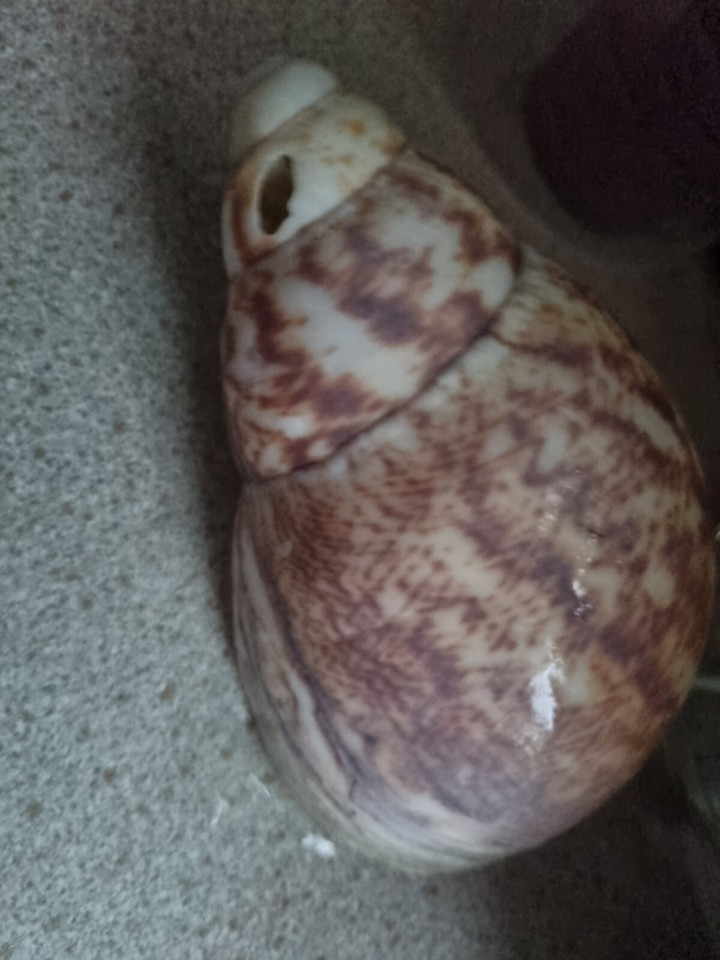 Seashell For Fish Tank ? | eBay UK