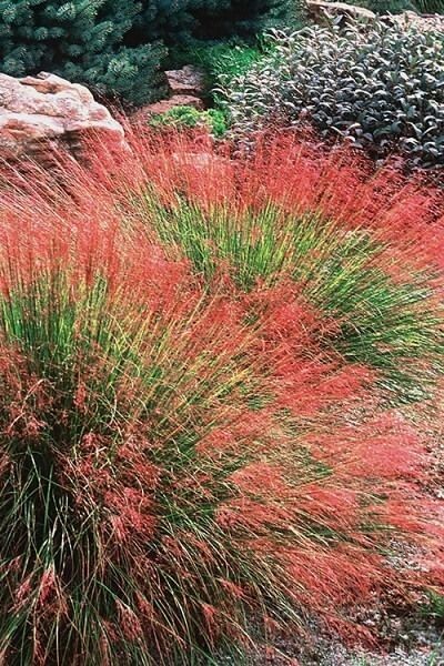 30 UNDAUNTED RUBY MUHLY GRASS SEEEDS - Muhlenbergia reverchonii ...