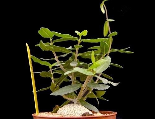 FOCKEA (Fockea edulis) 5 seeds | eBay Australia