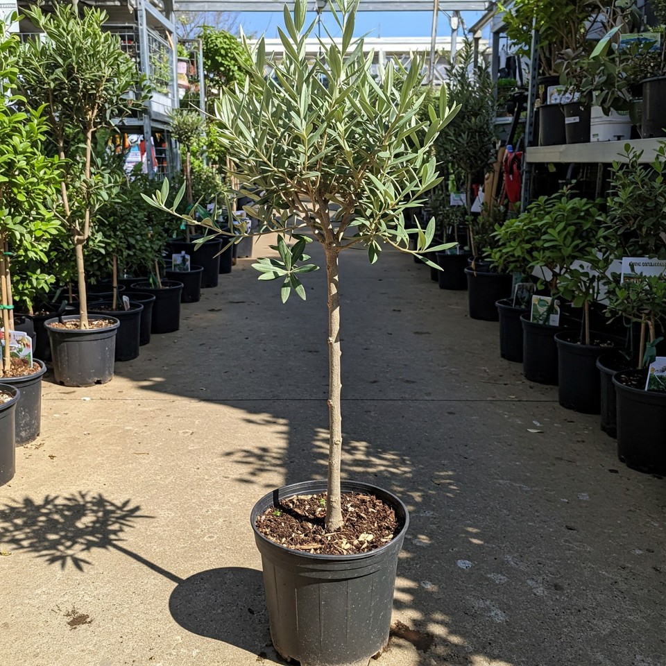 Olive Tree in 3Gal Pot Arbequina Olive Tree 4-5ft Tall Fast Growing ...