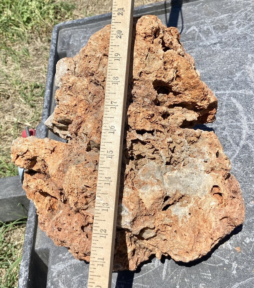 UNPRECEDENTED* 31# Fossil Reef Rock~Colorful Red Druzy Sparkle ...