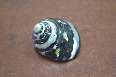 BLACK CYPREA PICA TURBO SEA SHELL HERMIT CRAB 1 1/2" - 2" | eBay