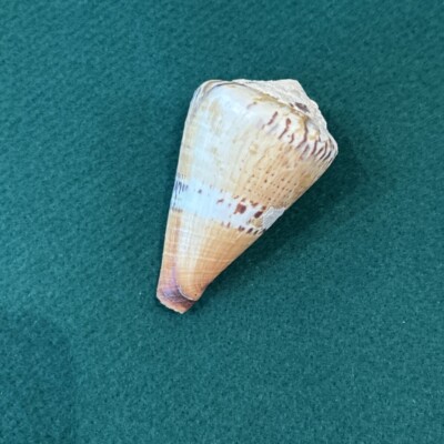 Conus Capitaneus Large Cone Shell 80 mm | eBay