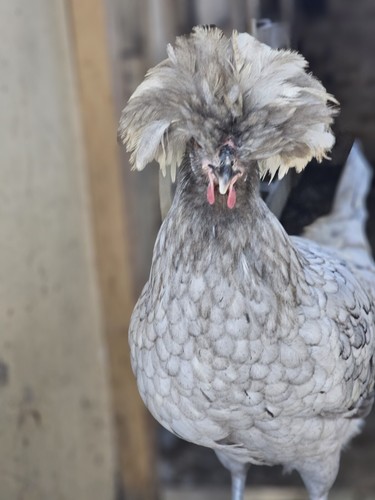 Lf Polish chicken hatching eggs. RARE Variety Pack ALL COLORS NPIP/AI ...