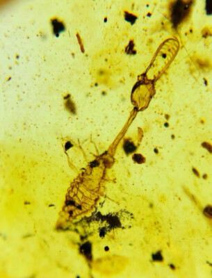 Cretaceous Fossil Burmese amber burmite Rare Sandfly larvae insect ...