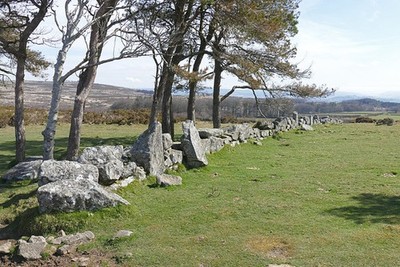 Photo A2 Pine clump, Buckland Common Higher Dunstone An isolated pine ...