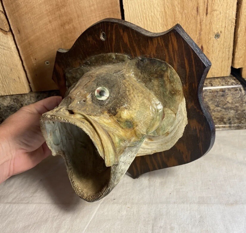 Antique Bass taxidermy fish Head mount - Ugly Taxidermy Oddities Weird | eBay