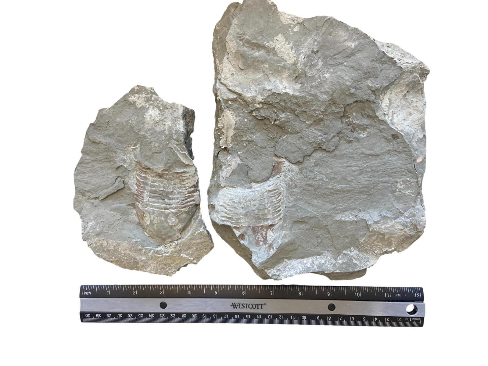 Trilobite Fossil Isotelus Maxiums Lot of 2 18157 | eBay