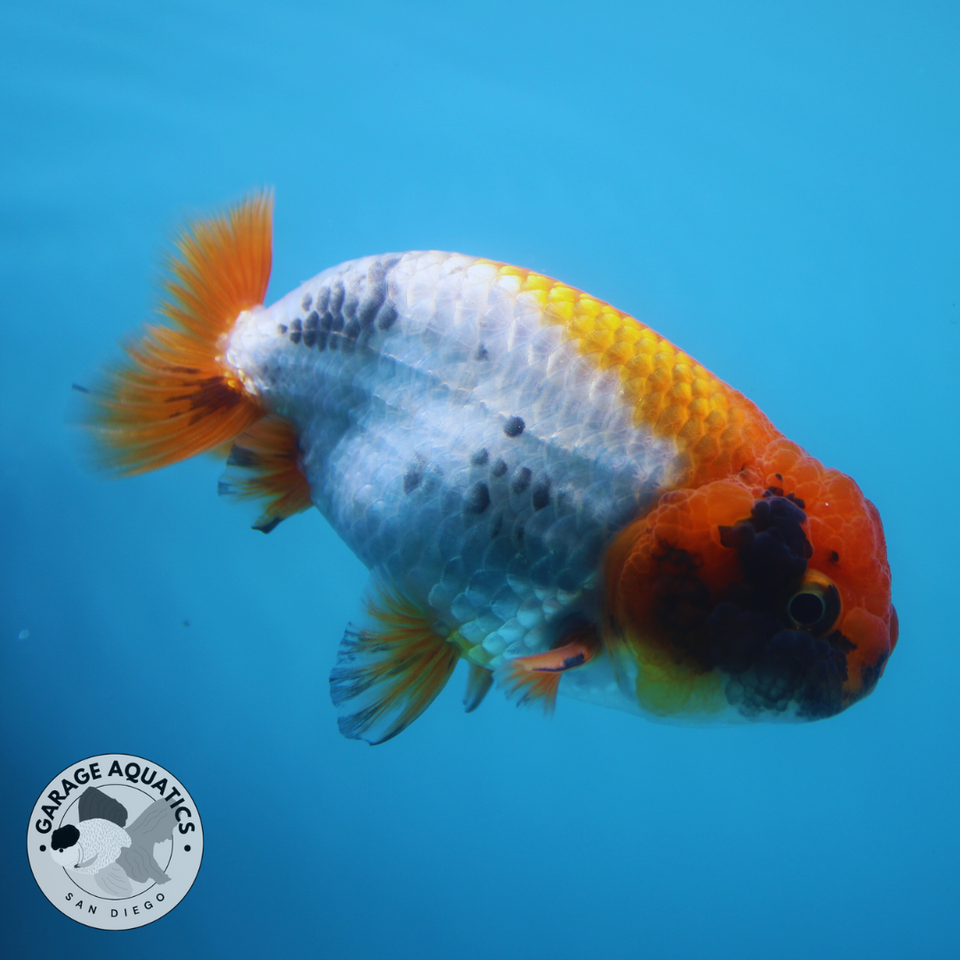 Live Premium Fancy Goldfish Thai Ranchu Red, White, & Black Female 3.5 ...