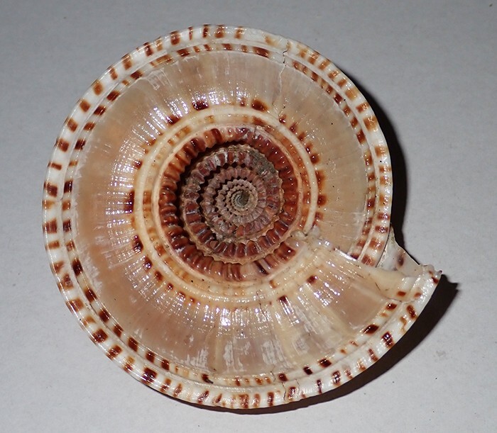 72 mm HUGE Architectinica Maxima Sundial Seashell #AK1 Racha-Yai Island ...