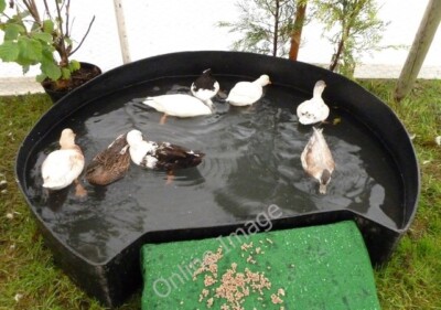 Photo 6x4 Eight Ducks a Swimming Wigtown c2011 | eBay UK
