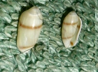 SS RFM 70849 Marginella Volvarina biannulata Fabricius 1826 approx. 7mm ...