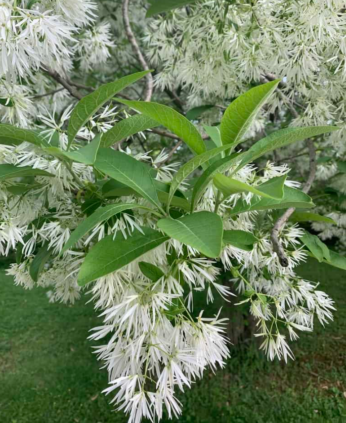 White Fringe Tree Plant, 8-10"Tall White Fringetree Tree Live Fringe ...