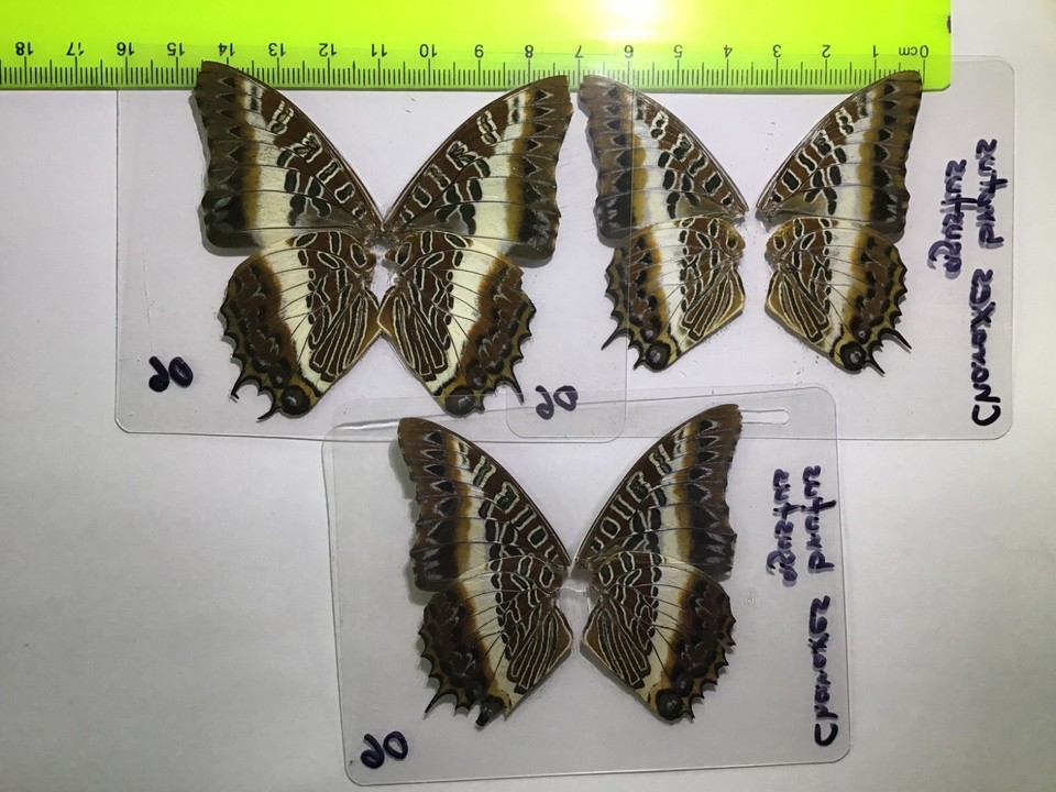 UAC 06 A+/ A Charaxes brutus augustus Nymphalidae Butterfly | eBay