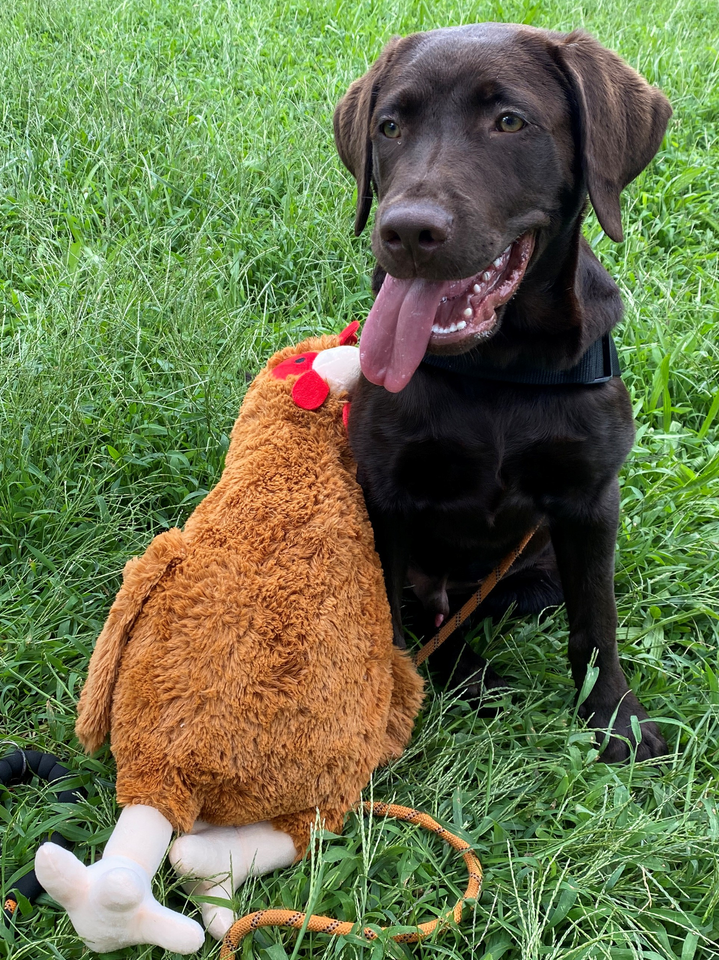 Multipet Rooster Dog Plush Toy | eBay