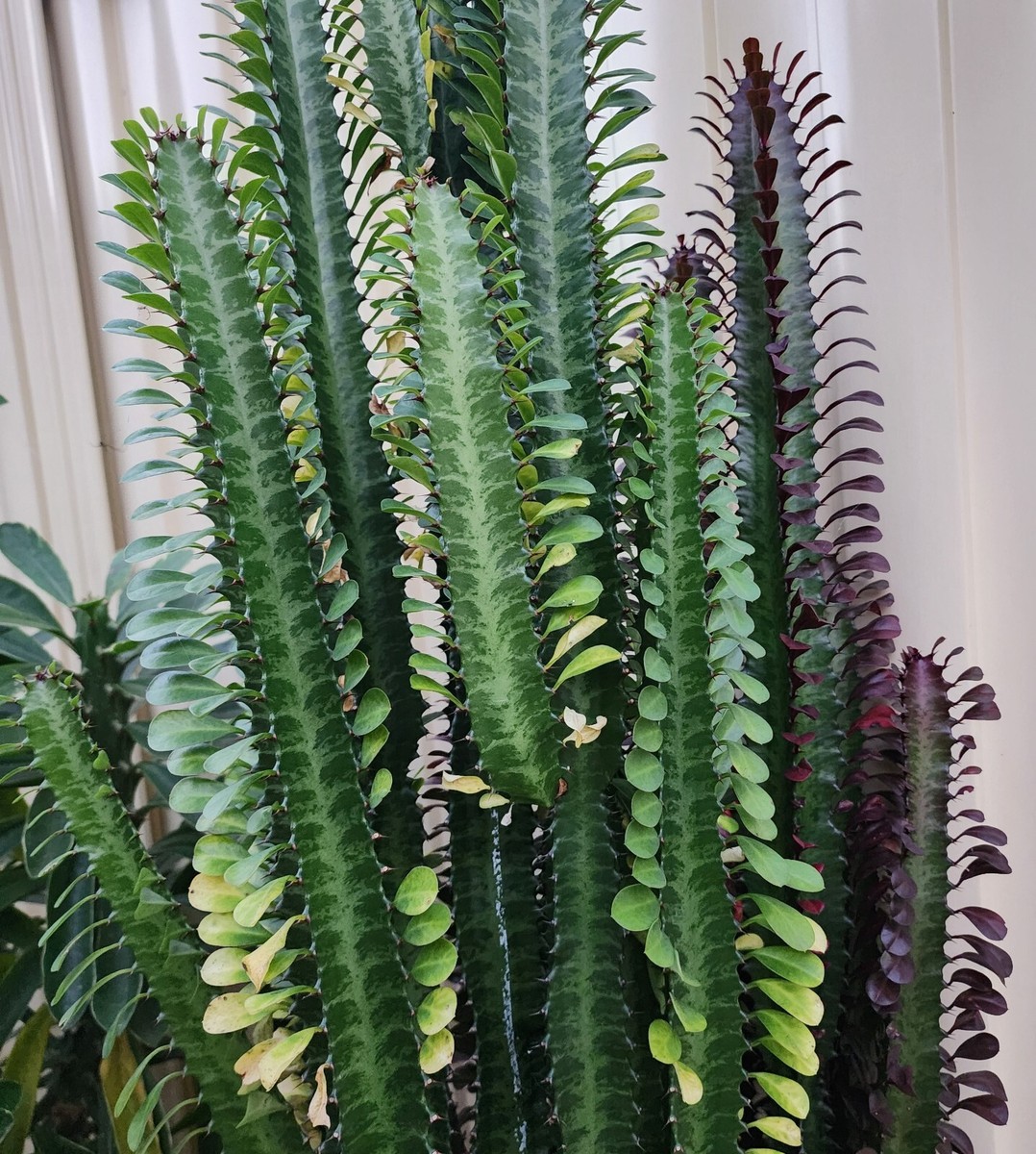 Euphorbia Trigona Ruby. Royal Red Cathedral Cactus | PlantVine
