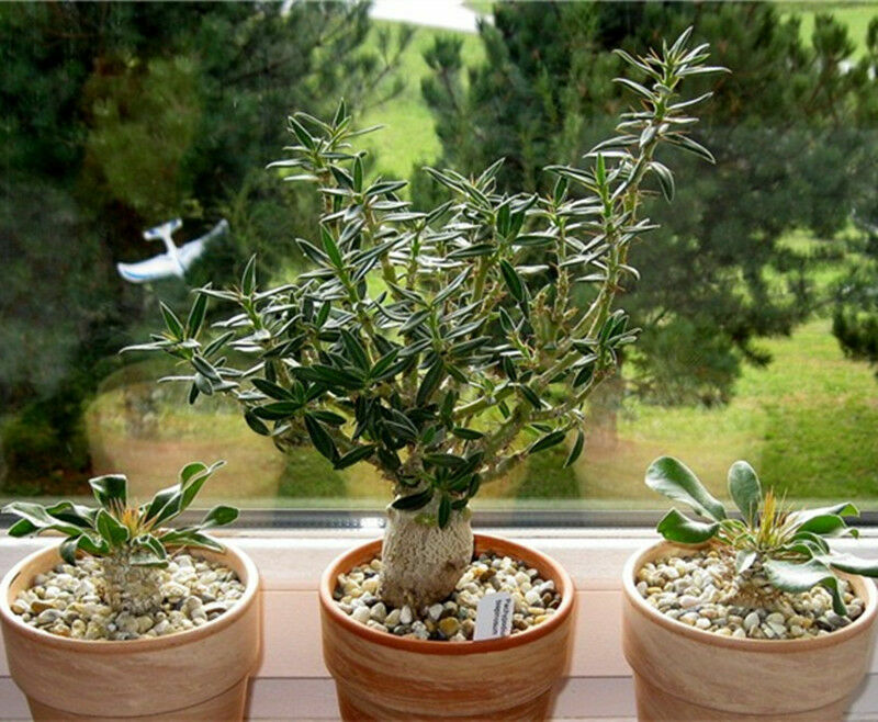Pachypodium saundersii, Kudu Lily, Lundi Star - African Succulent - 5 Se eds | eBay