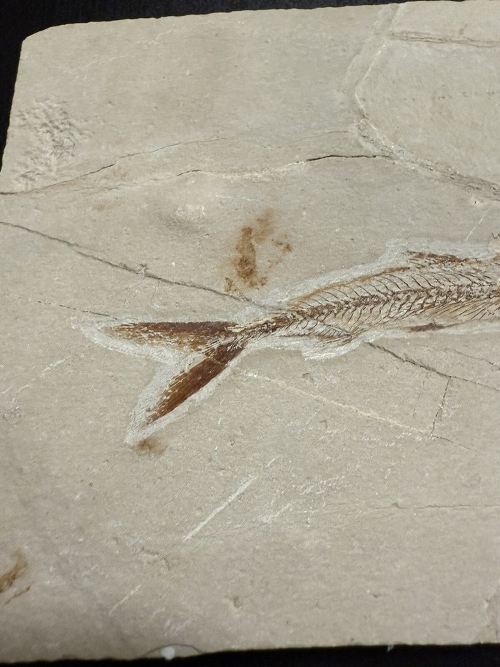 Lebanon Fish Fossil, Very Rare Apateopholis, Upper Cretaceous 100 ...