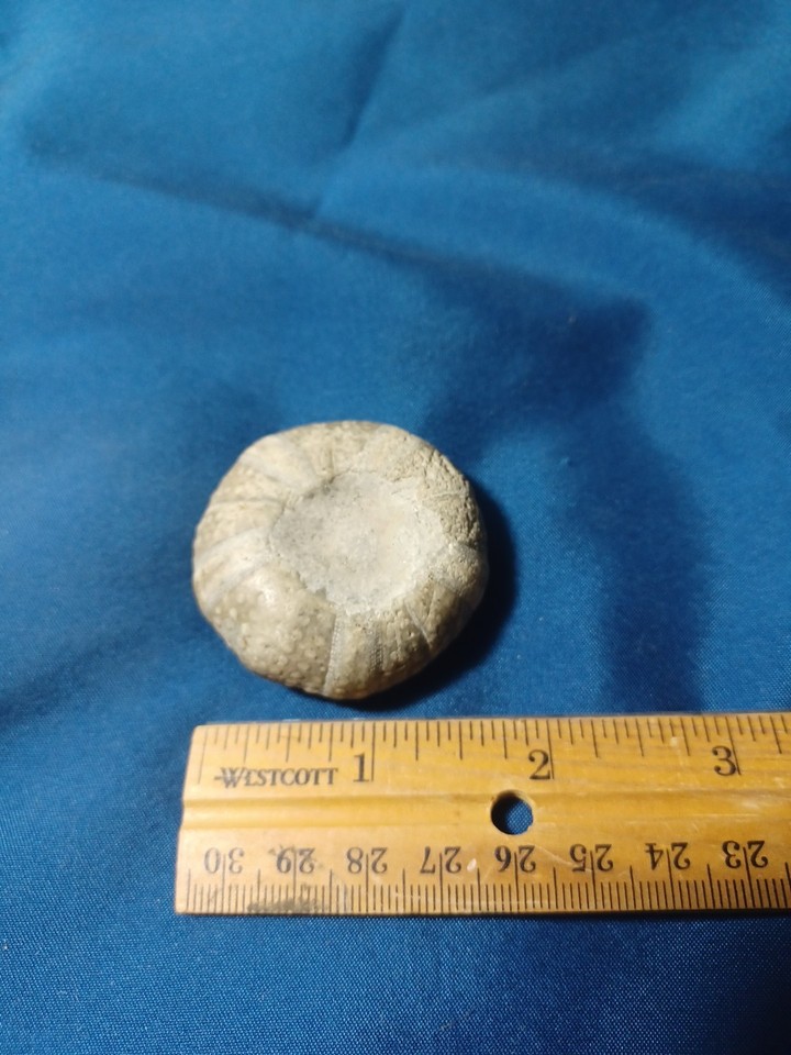 Sea Urchin Fossil Dinosaur Age Texas High Quality Large 54 Grams ...