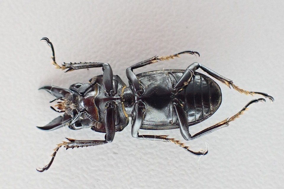 j30975. Insects, Lucanidae sp. Vietnam, Lam Dong | eBay