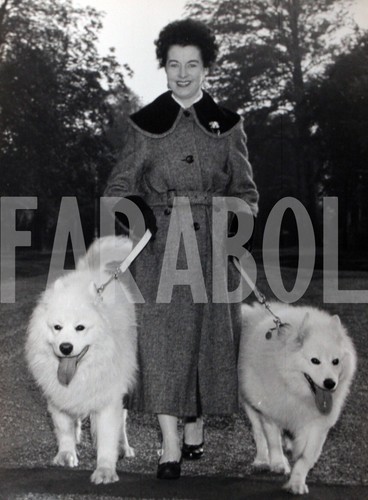 Photo de presse vintage les Deux Husky Sibérie Avec Le Ihren Folta ...