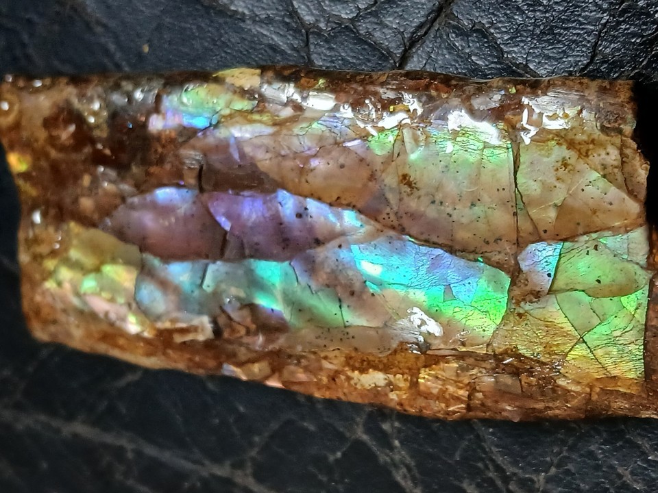 Stunning Baculite/Ammolite/opalized/very rare/iridescent/fossil | eBay