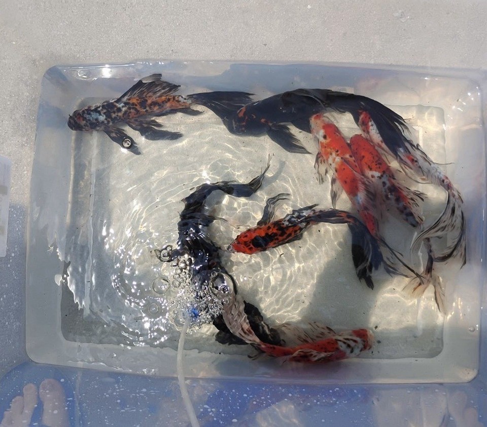 (6 PACK) 8in-11in RED SHUBUNKIN PREMIUM SELECT --MOST AMAZING ...