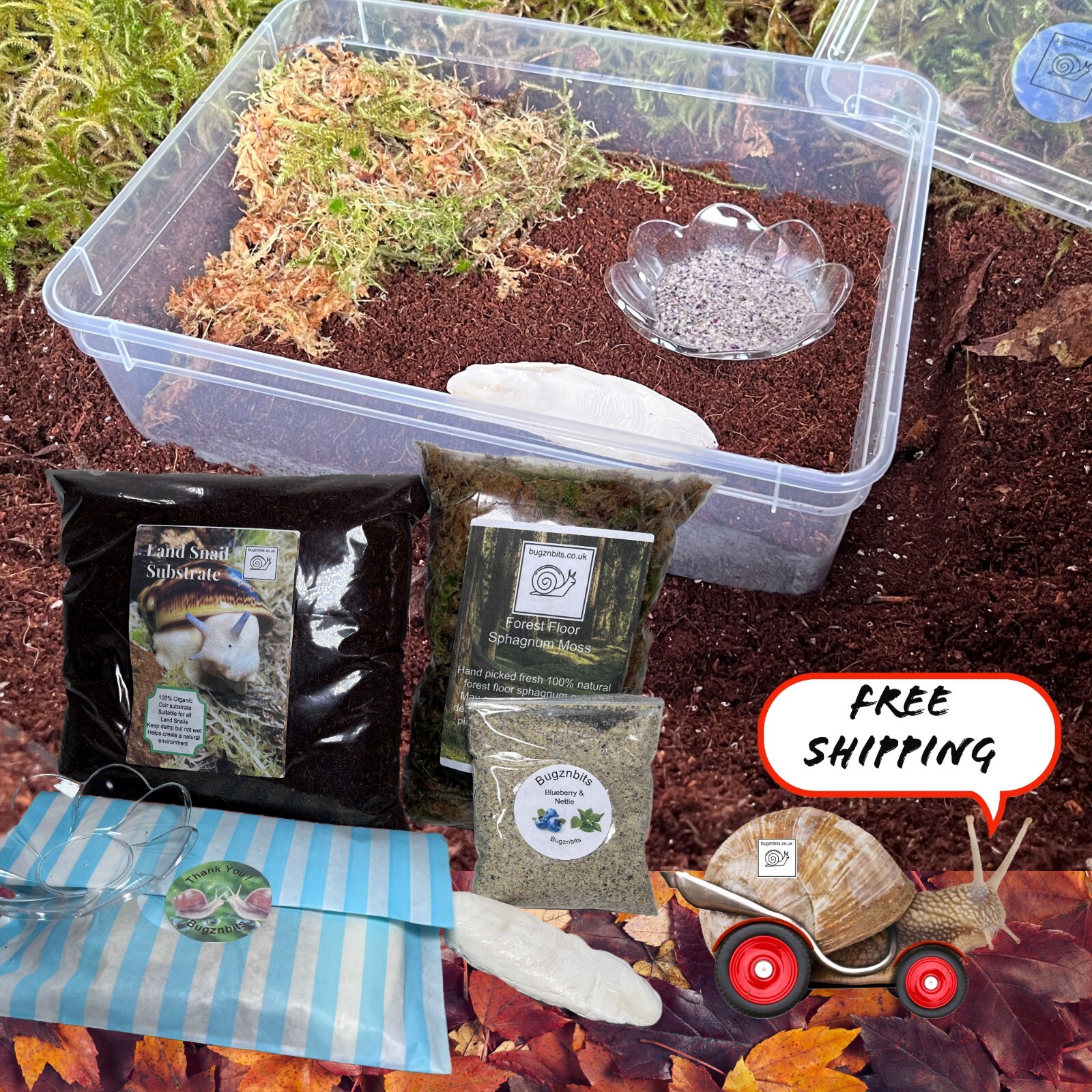 3L Giant African Land snail Starter Kit, Garden Snail, Complete Low ...