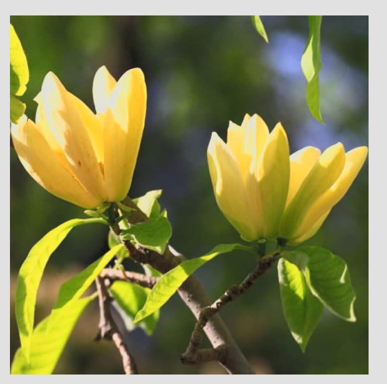 Yellow Jane Magnolia Live Plant – 18” Tall Flowering Shrub Tree for ...