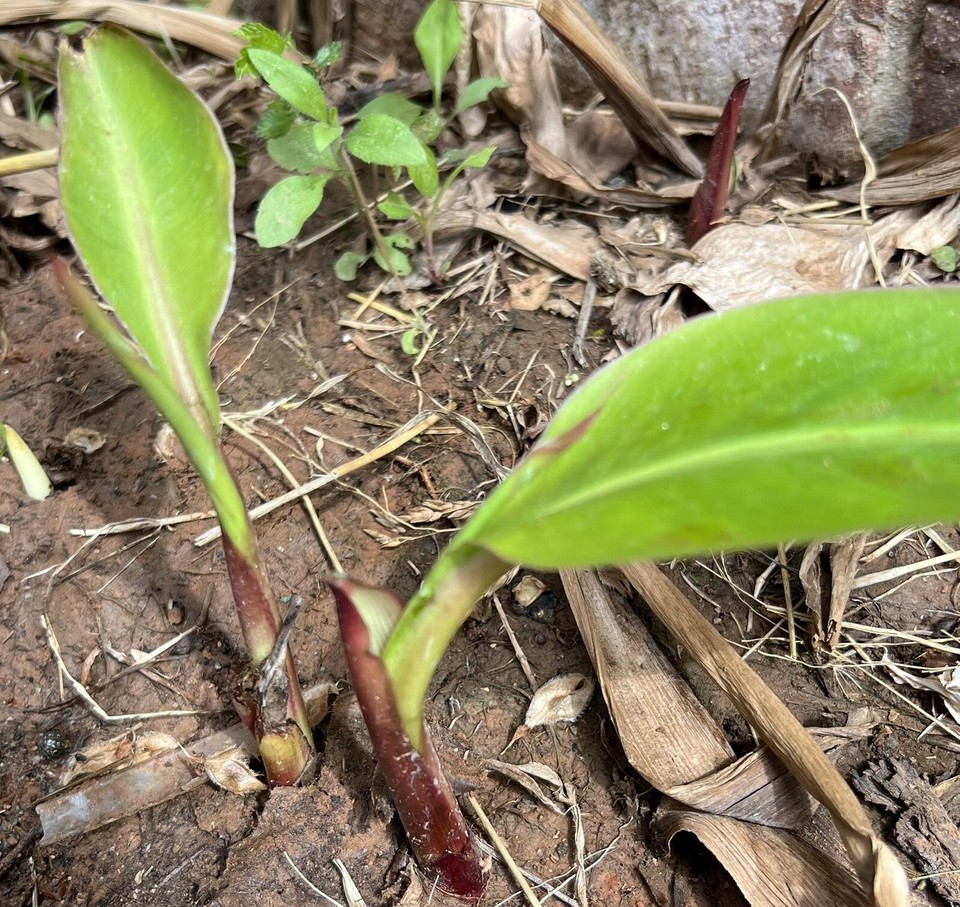 Giant 8ft Red Cannas Canna Lily Live Plant Sprouted Healthy Roots | eBay