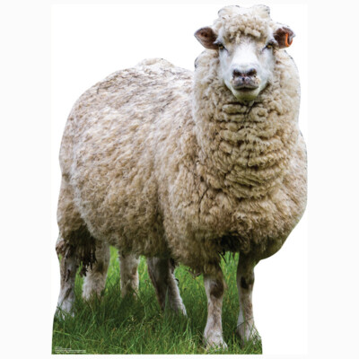 SHEEP Lifesize CARDBOARD CUTOUT Standee Standup Poster Prop Farm Barn ...