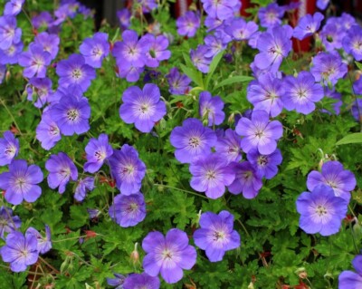 Geranium 'Rozanne ®' (Storchschnabel) DAUERBLÜHER - Bodendecker/Staude ...