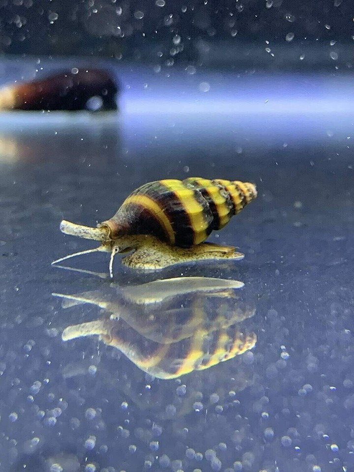 5 Live Assassin Snails Freshwater Snail/Pest Control (Clea Helena) Bred ...