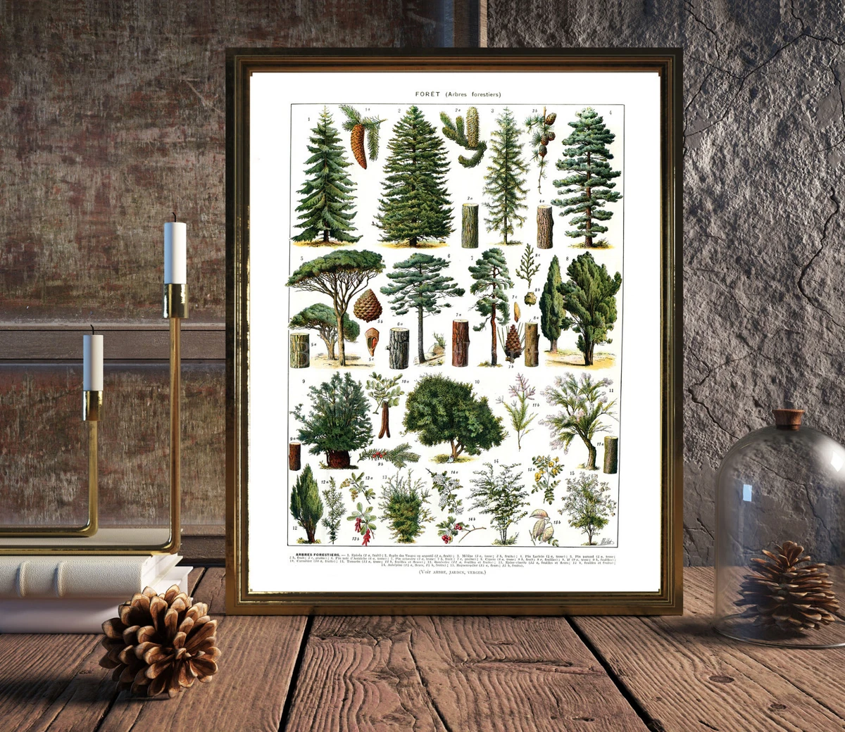 Evergreen Identification