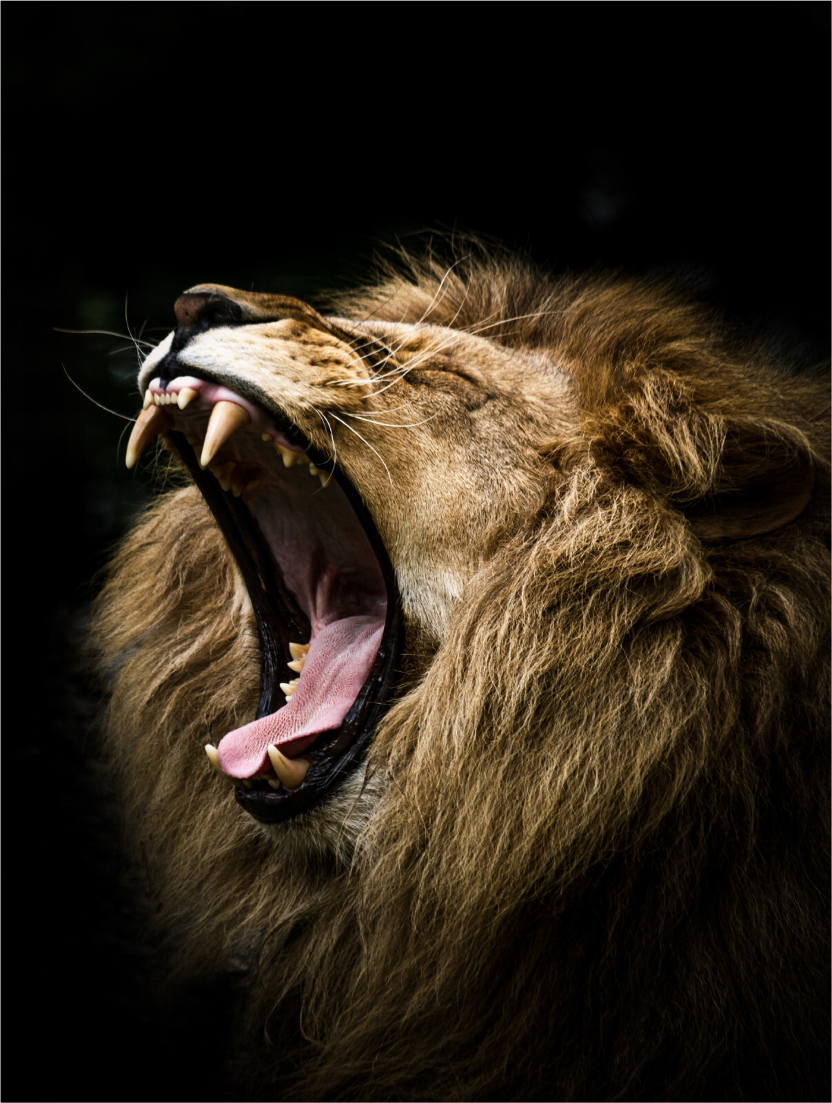The Lion King Yelling 5mm thick Plastic Poster Ready to Hang 45x60cm ...