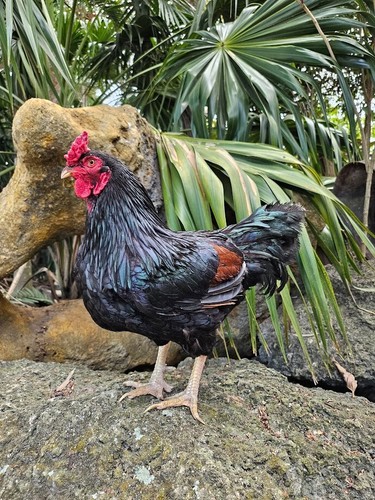 6 Purebred Dark Cornish Hatching Eggs - Half Dozen Shipped in Foam! | eBay