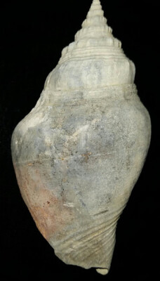 Fossil / Fossilized Strombus Strombidae gastropod shell collectors yn ...