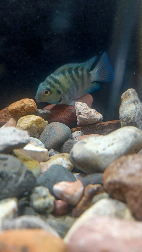 3 pack Dwarf polar blue parrot cichlids live fish the Frenchie of the ...
