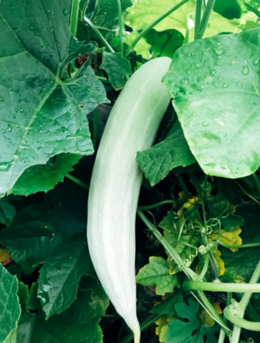 5 PCS WEST BITTER MELON, BALSAM PEAR, KU GUA, FOO GWAH, KHỔ QUA TÂY | eBay