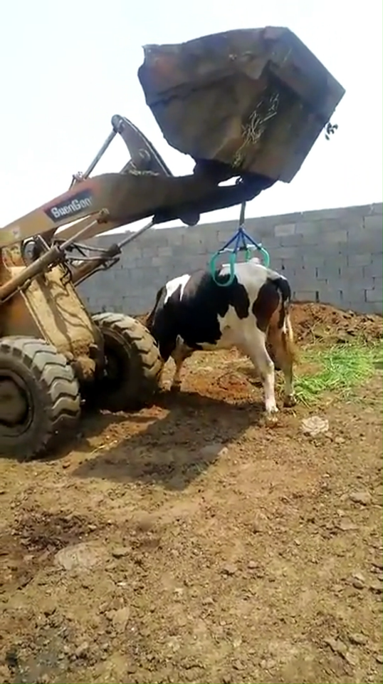 Cattle Lifting Clamp Device Cow Postpartum Stand Assist Cow Hip Lifter ...