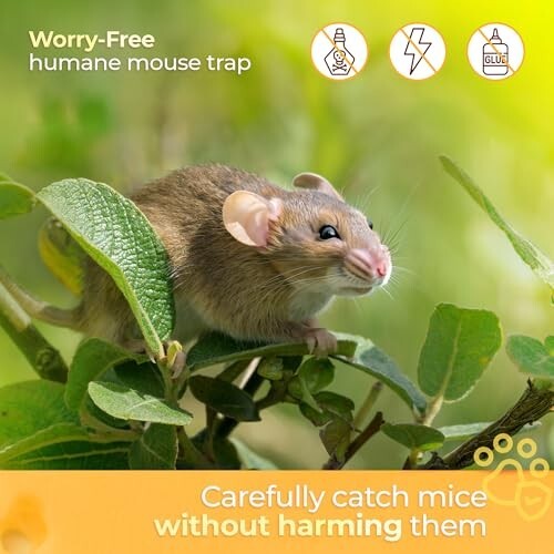 Humane Mouse Trap | Catch and Release Small Traps / Indoor-Outdoor Pack ...