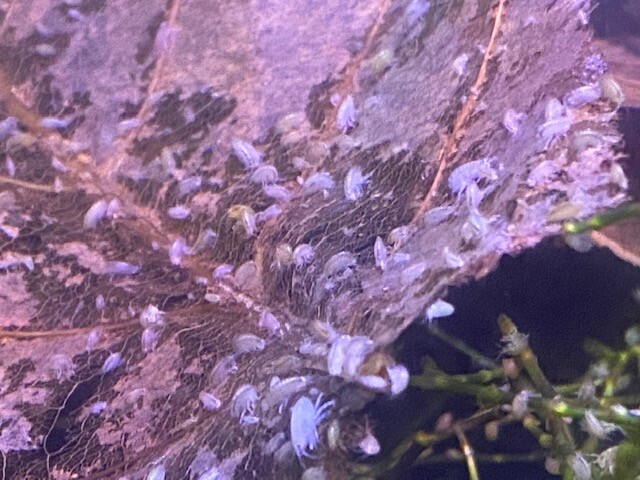 150 + LIVE FRESHWATER GAMMARUS SHRIMP aka SCUDS Hyalella Azteca ...