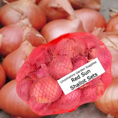 RED SUN Shallot Sets. Winter / Spring Planting (The easy way to grow ...