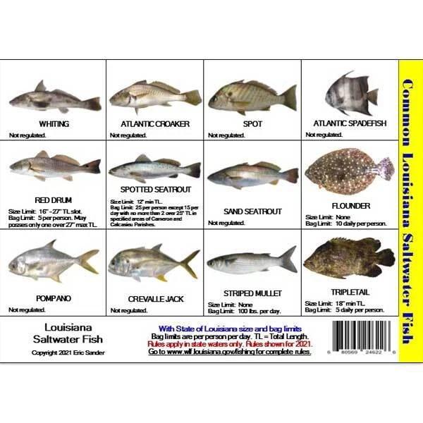 Different Types Of Saltwater Fish