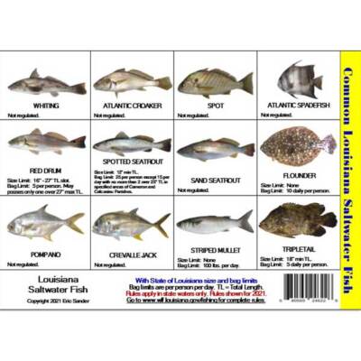 Saltwater Fish ID and Regulations MINI Card - Louisiana | eBay