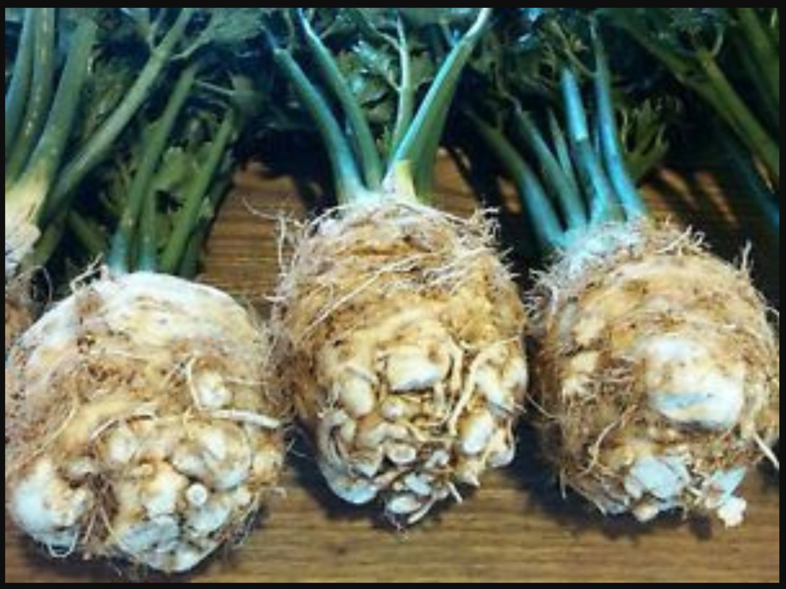 CELERIAC SEEDS "WHITE ALABASTER" (200 SEEDS ) | eBay Australia
